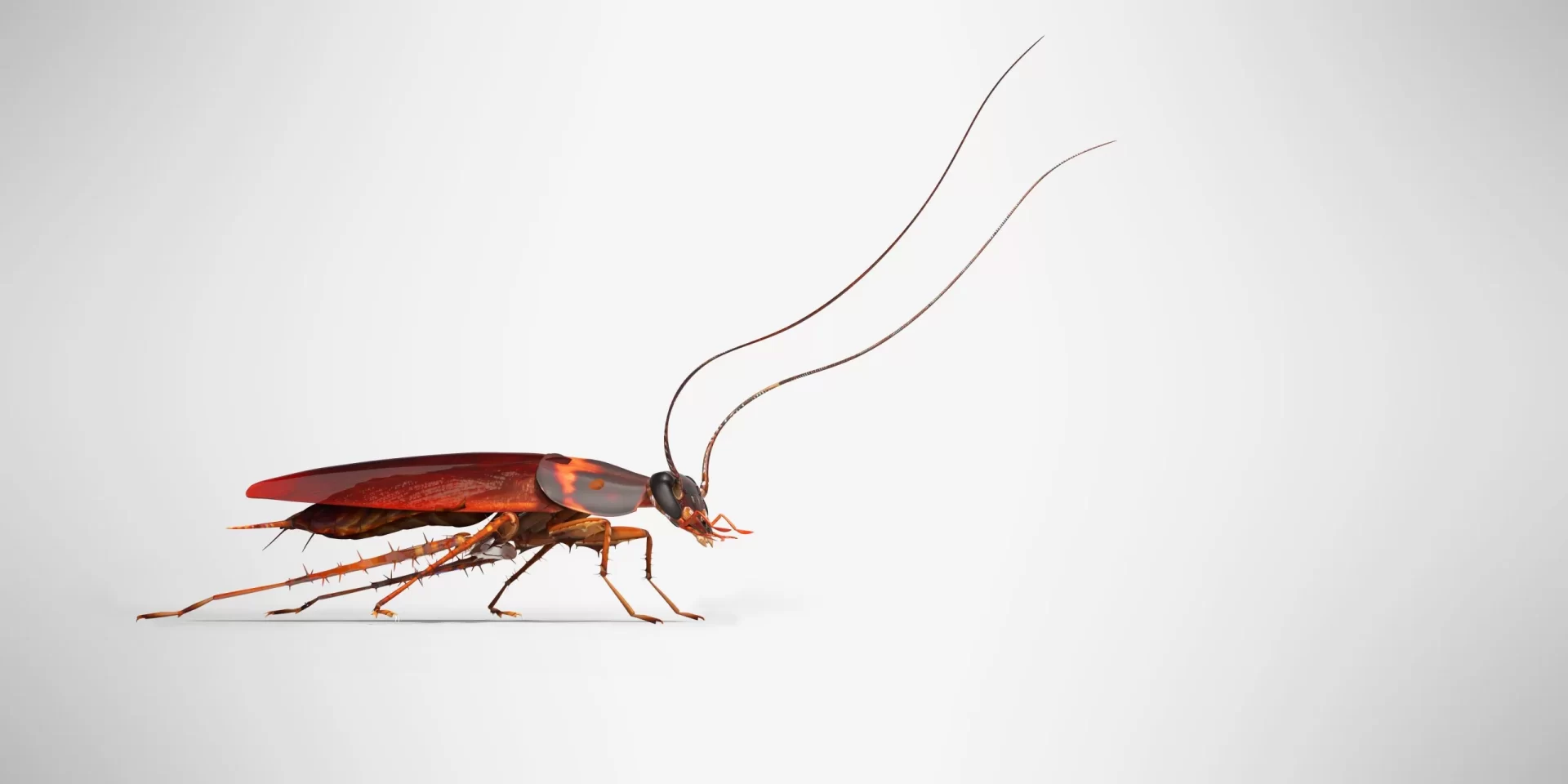Get Excited - Cockroaches Are Adapting to Pest Control Methods - ADAPT ...